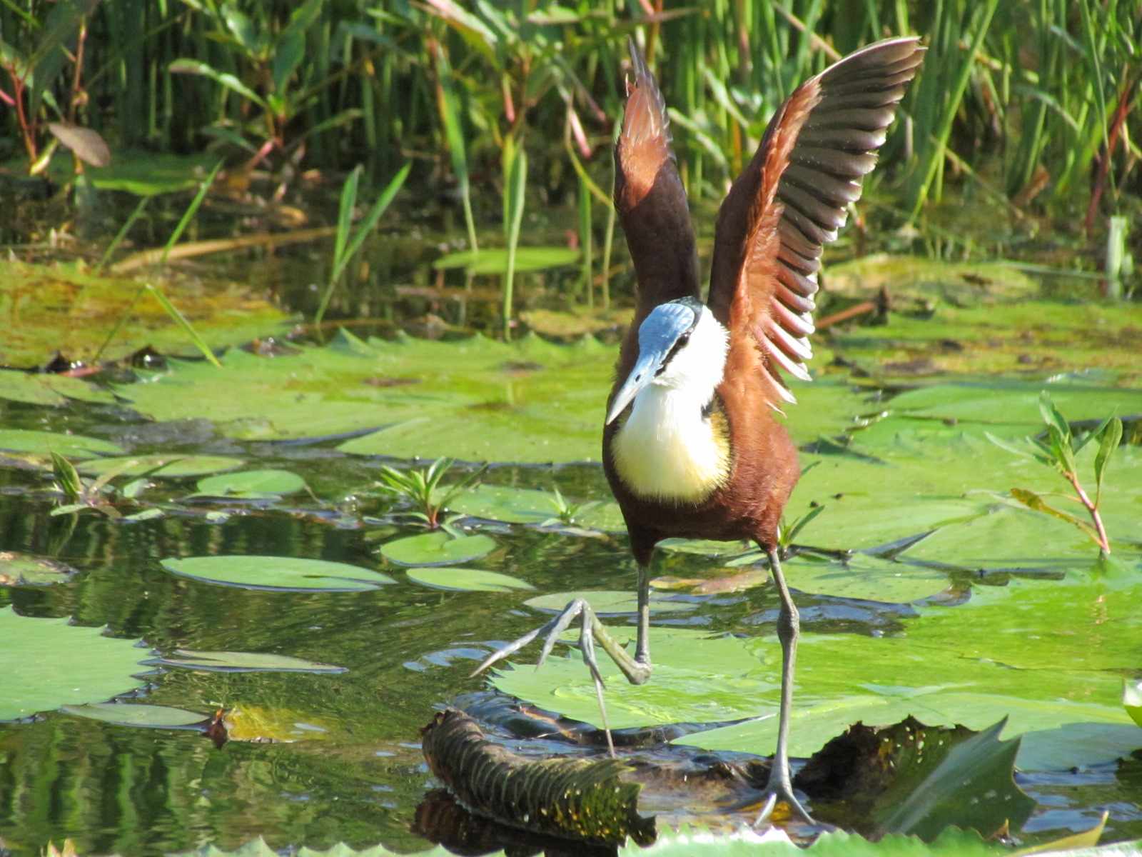 Lake Panic bird hide in het Kruigerpark van Zuid-Afrika