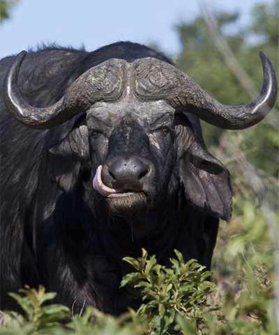 Buffel – Krugerpark Wildlife Afrika Wilde Dierenpark Natuur Safari