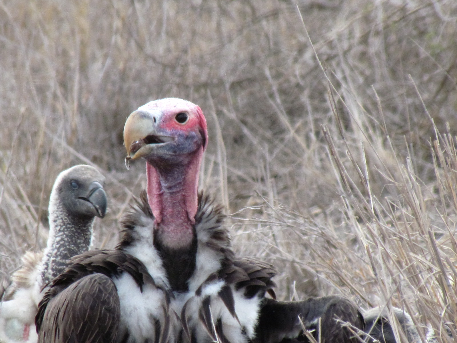 gieren Krugerpark – Krugerpark Wildlife Afrika Wilde Dierenpark Natuur ...