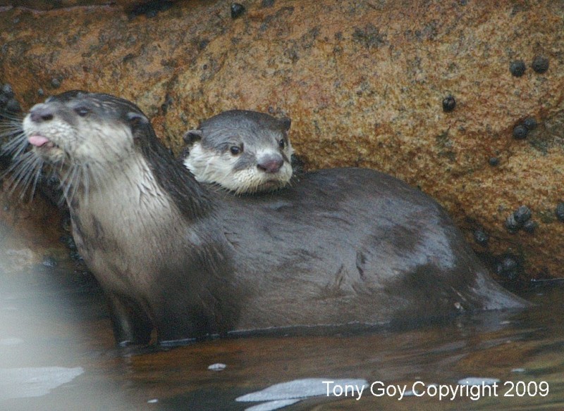 Kaapse otter Aonyx_capensis_Tony_Goy2 – Krugerpark Wildlife Afrika ...